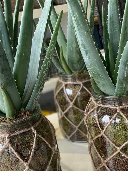 Aloe Vera in Rope & Glass Container